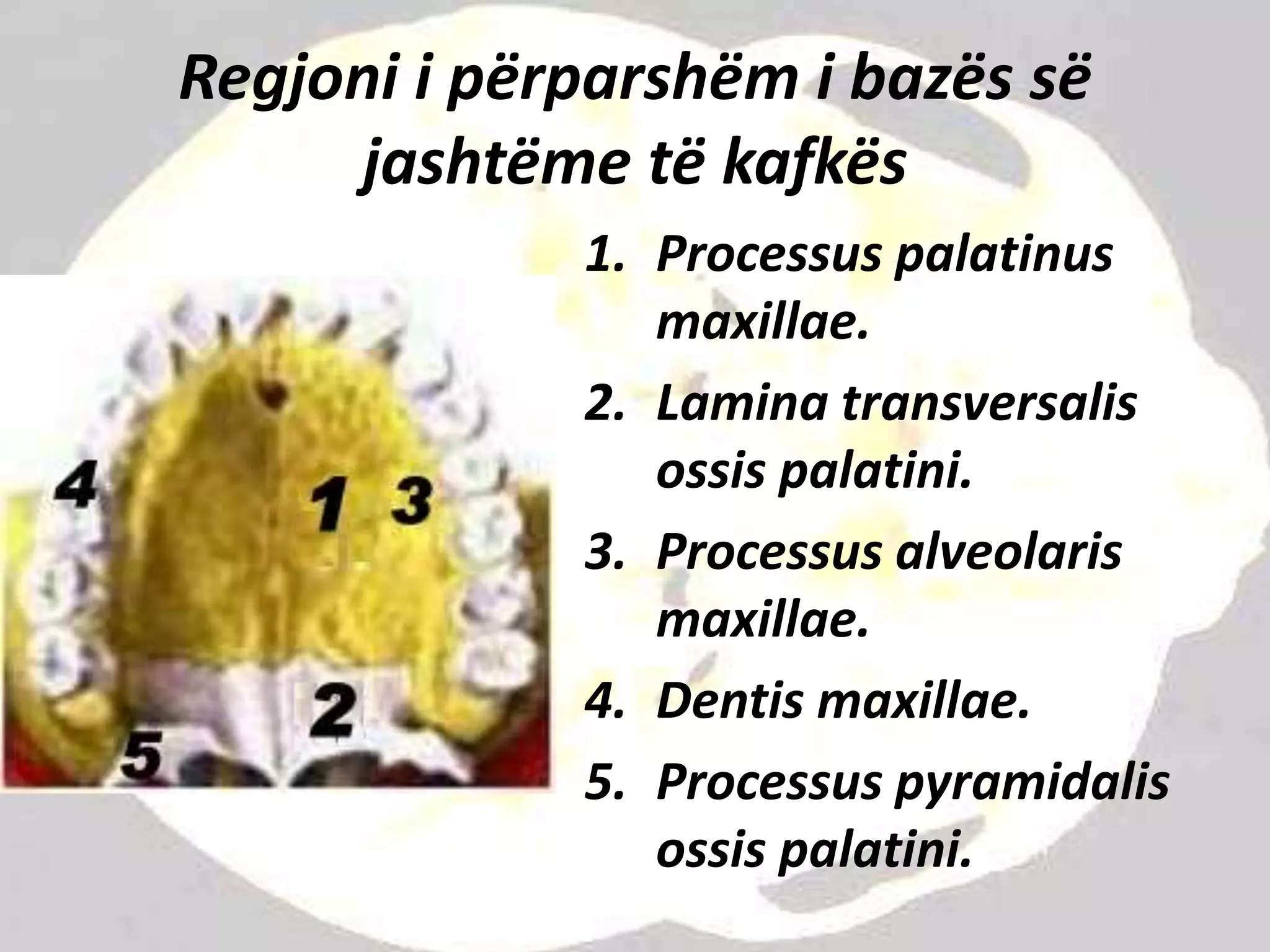 Regjionet e kafkes | PPSX