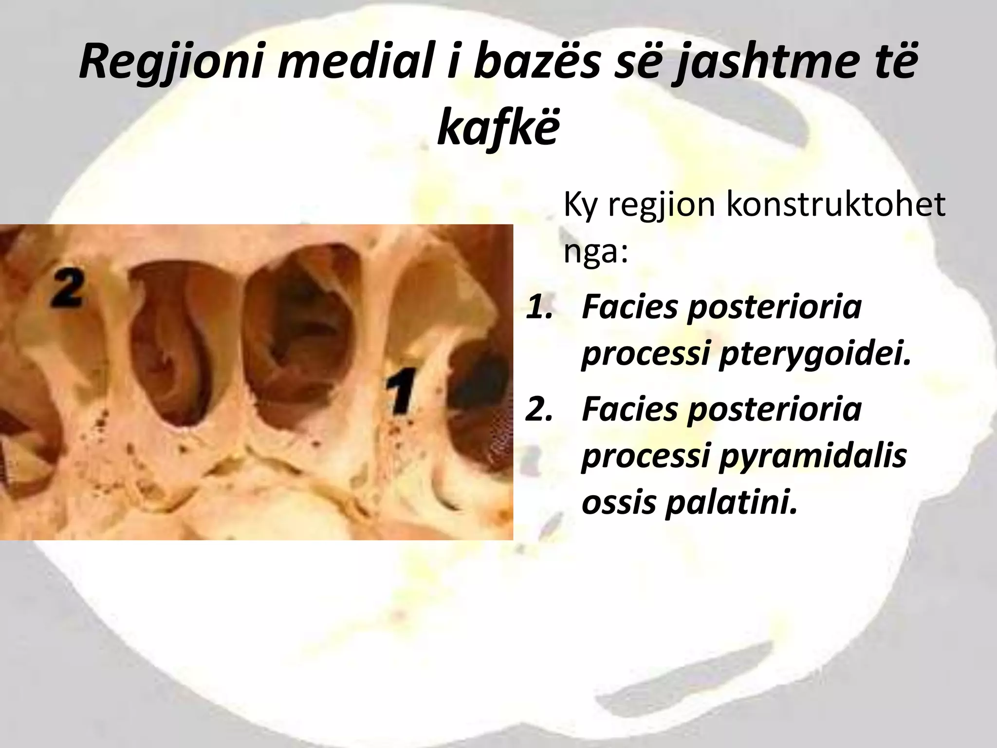 Regjionet e kafkes | PPSX