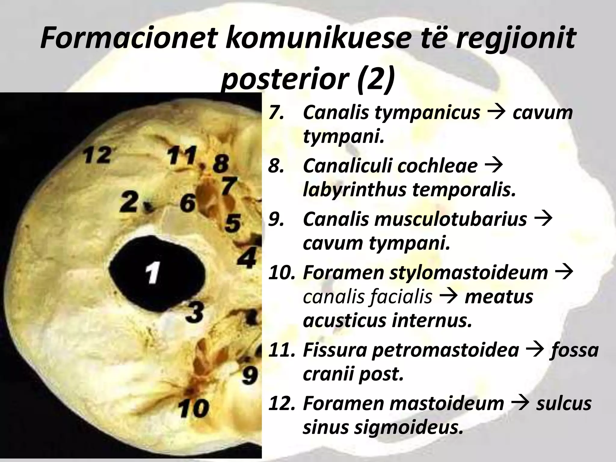Regjionet e kafkes | PPSX