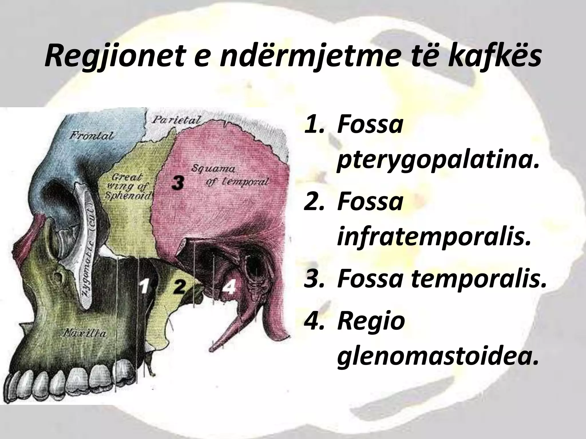 Regjionet e kafkes | PPSX