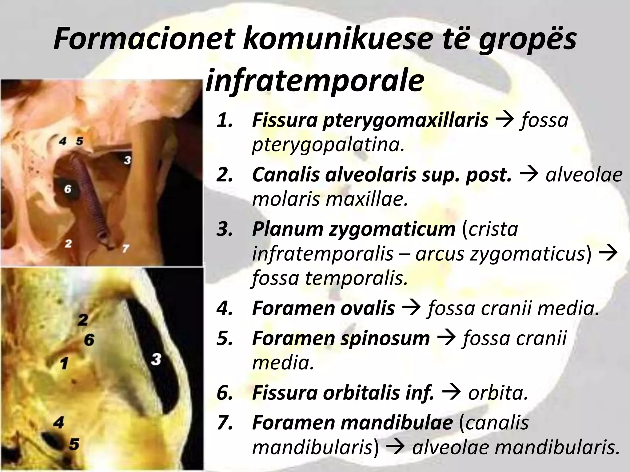 Regjionet e kafkes | PPSX