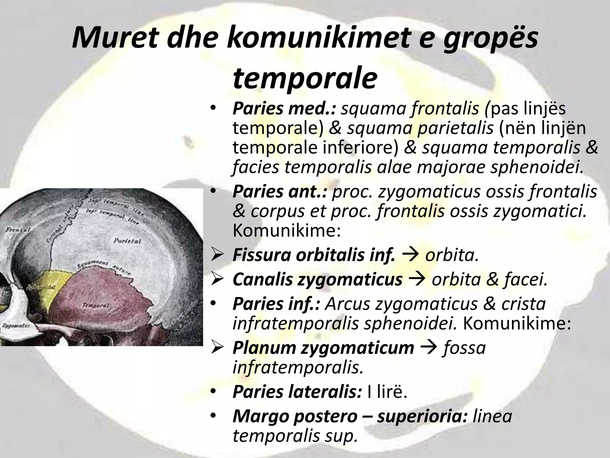 Regjionet e kafkes | PPSX