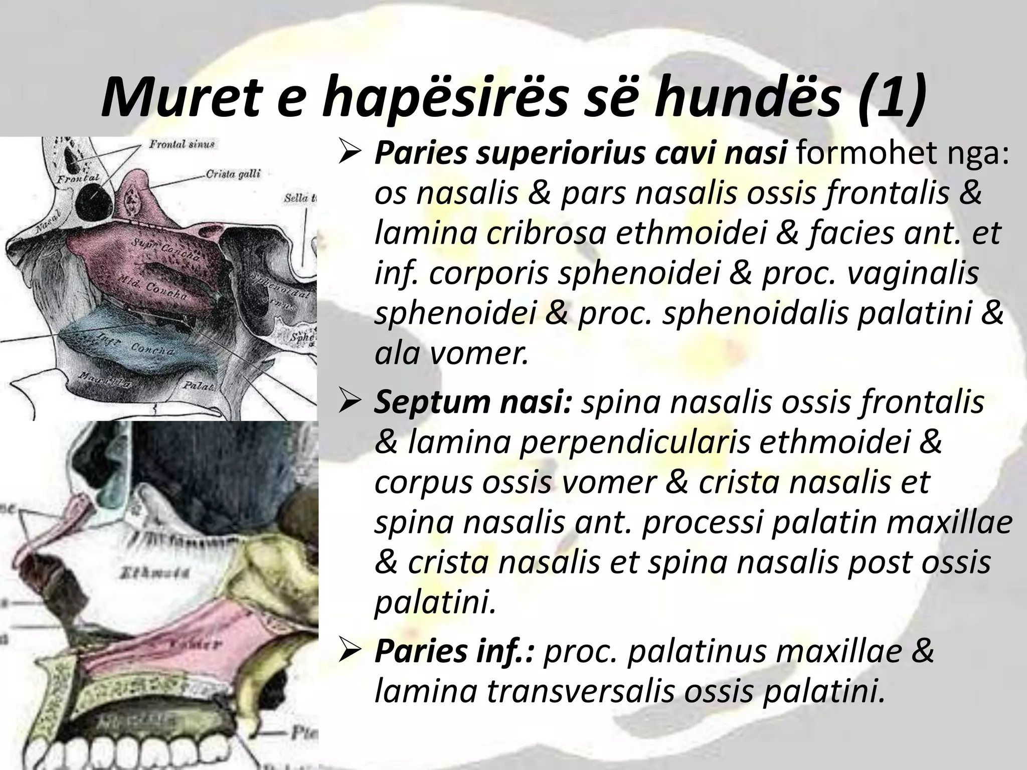 Regjionet e kafkes | PPSX