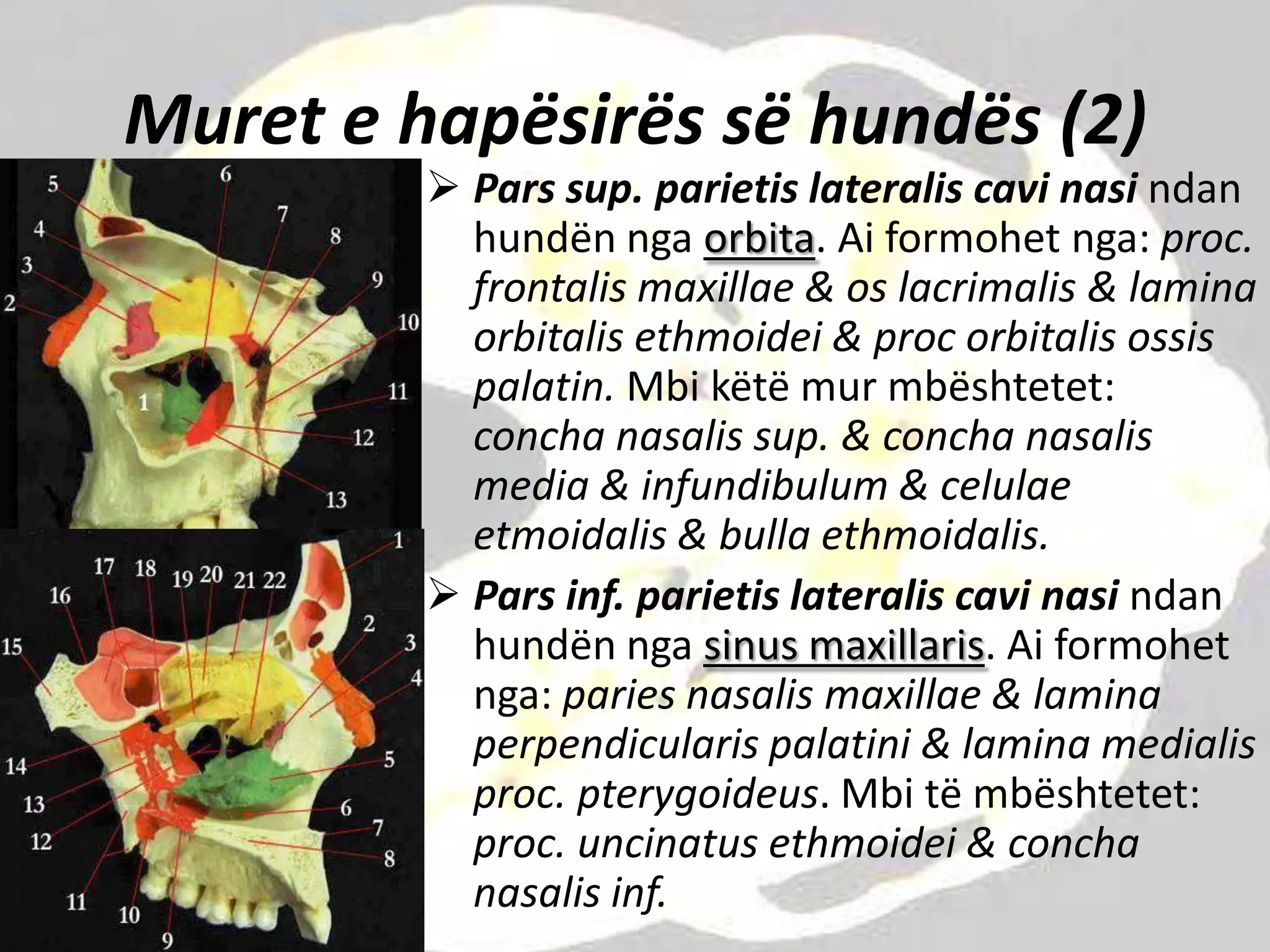 Regjionet e kafkes | PPSX