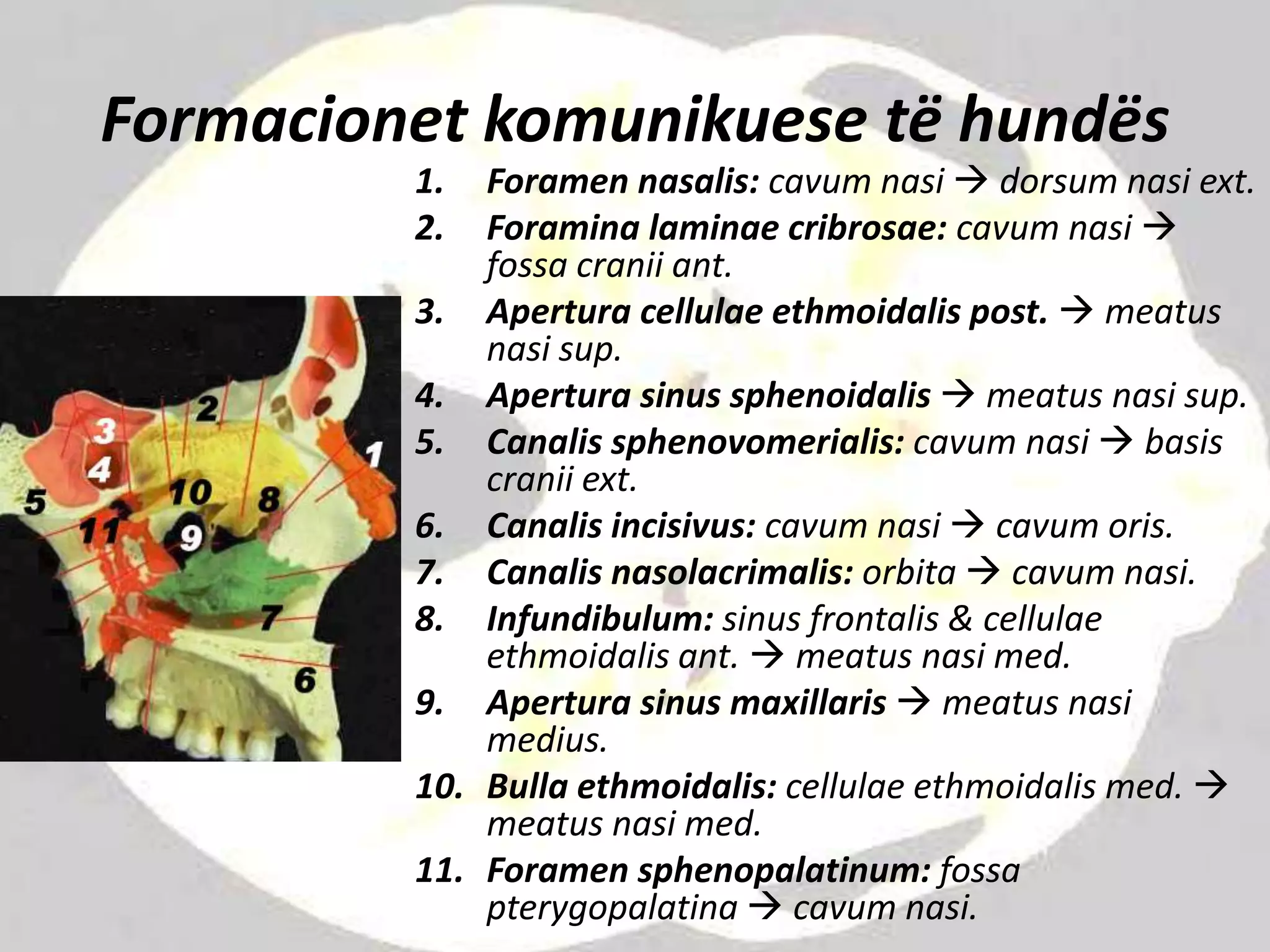 Regjionet e kafkes | PPSX