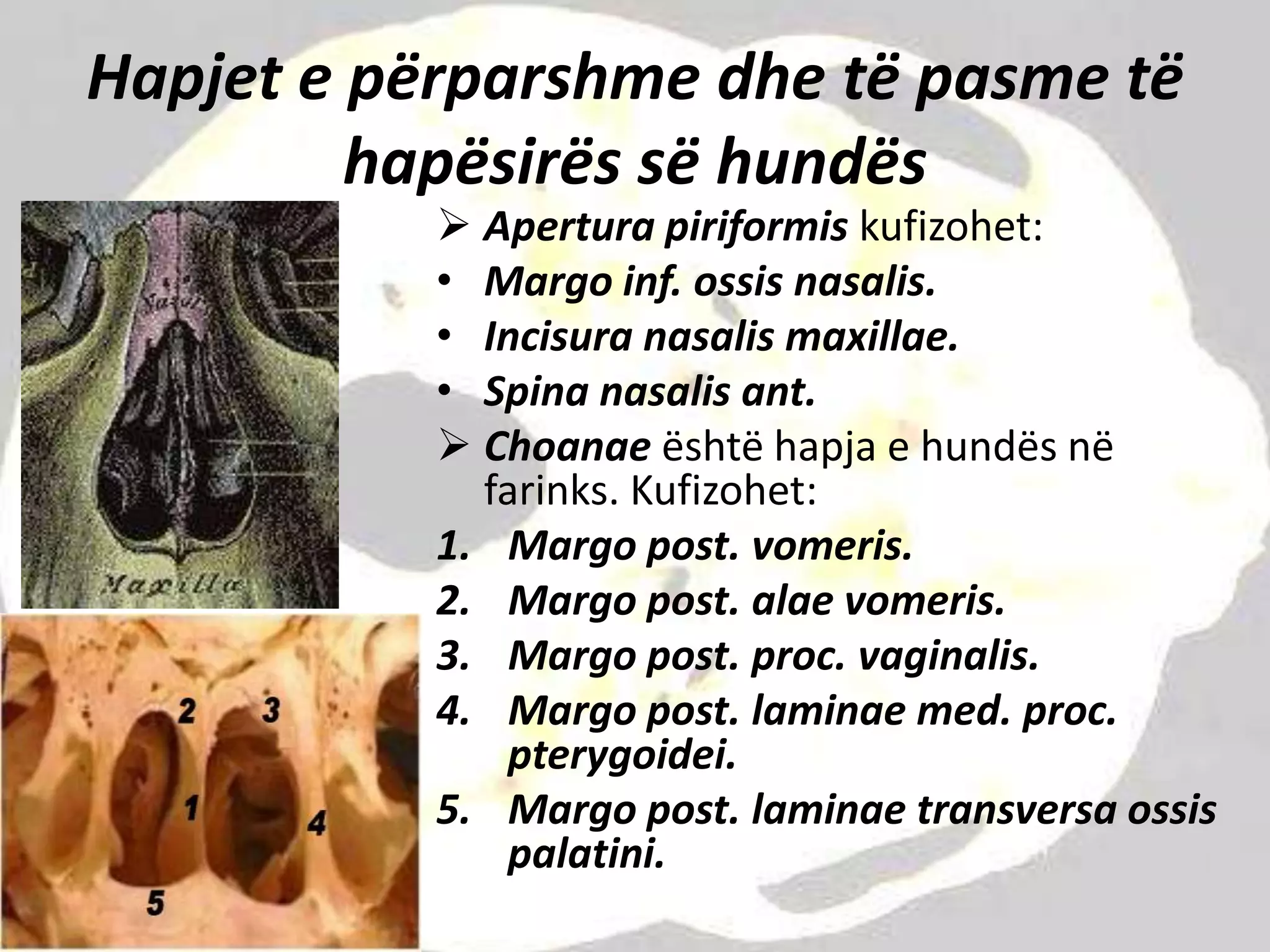 Regjionet e kafkes | PPSX