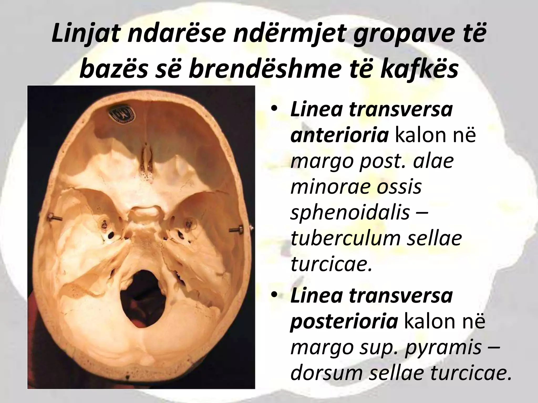 Regjionet e kafkes | PPSX