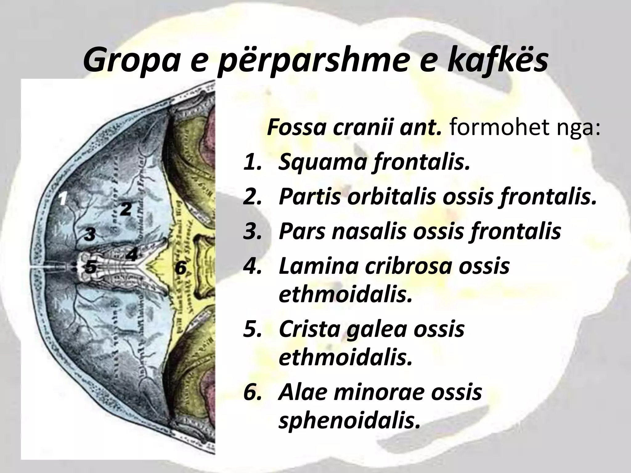 Regjionet e kafkes | PPSX
