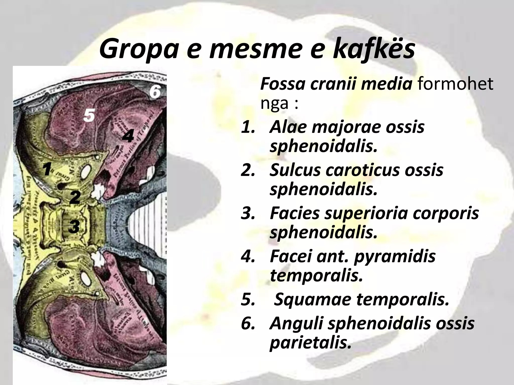 Regjionet e kafkes | PPSX