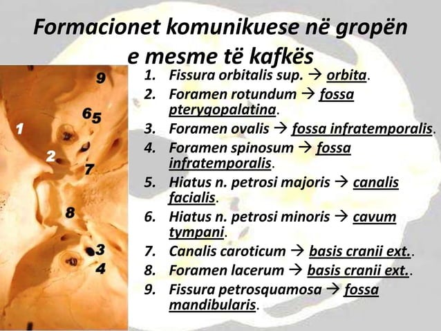 Regjionet e kafkes | PPSX