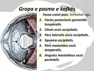Regjionet e kafkes | PPSX
