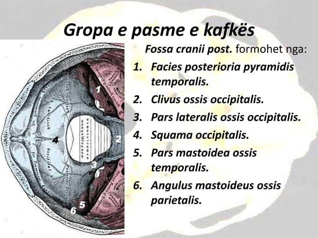 Regjionet e kafkes | PPSX
