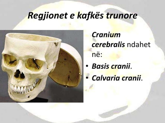 Regjionet e kafkes | PPSX