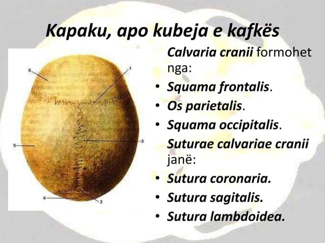 Regjionet e kafkes | PPSX