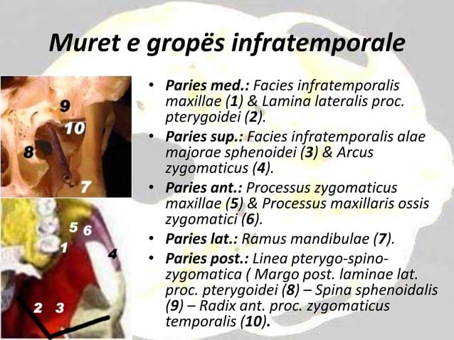 Regjionet e kafkes | PPSX