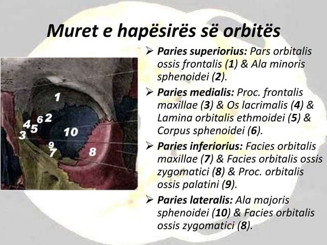 Regjionet e kafkes | PPSX