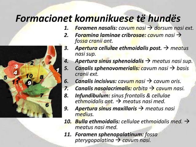 Regjionet e kafkes | PPSX
