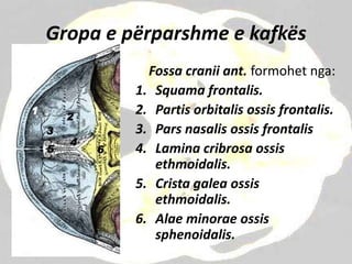 Regjionet e kafkes | PPSX