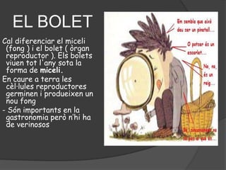 Regne dels fongs | PPTX