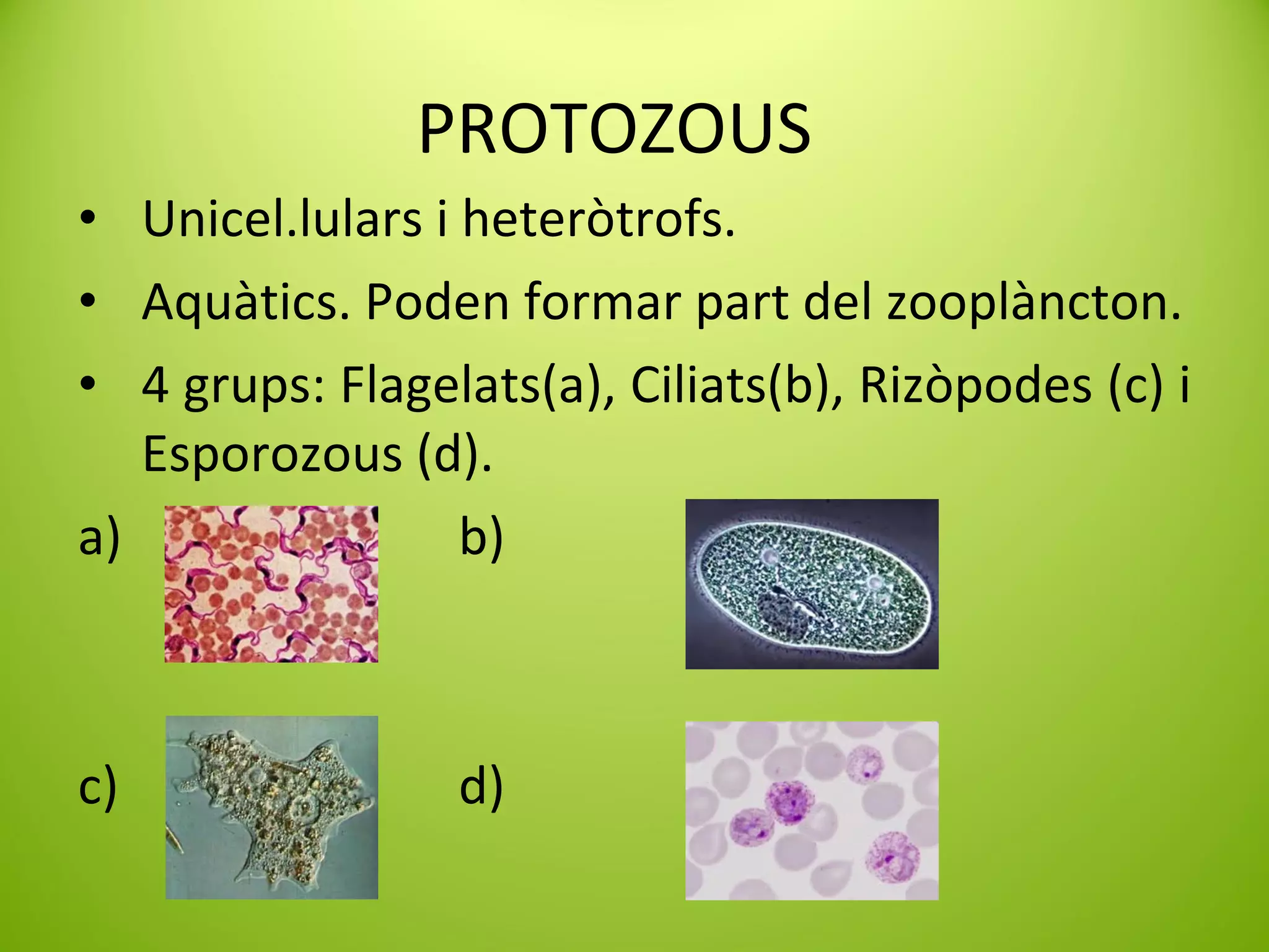 Regne protoctists | PPT