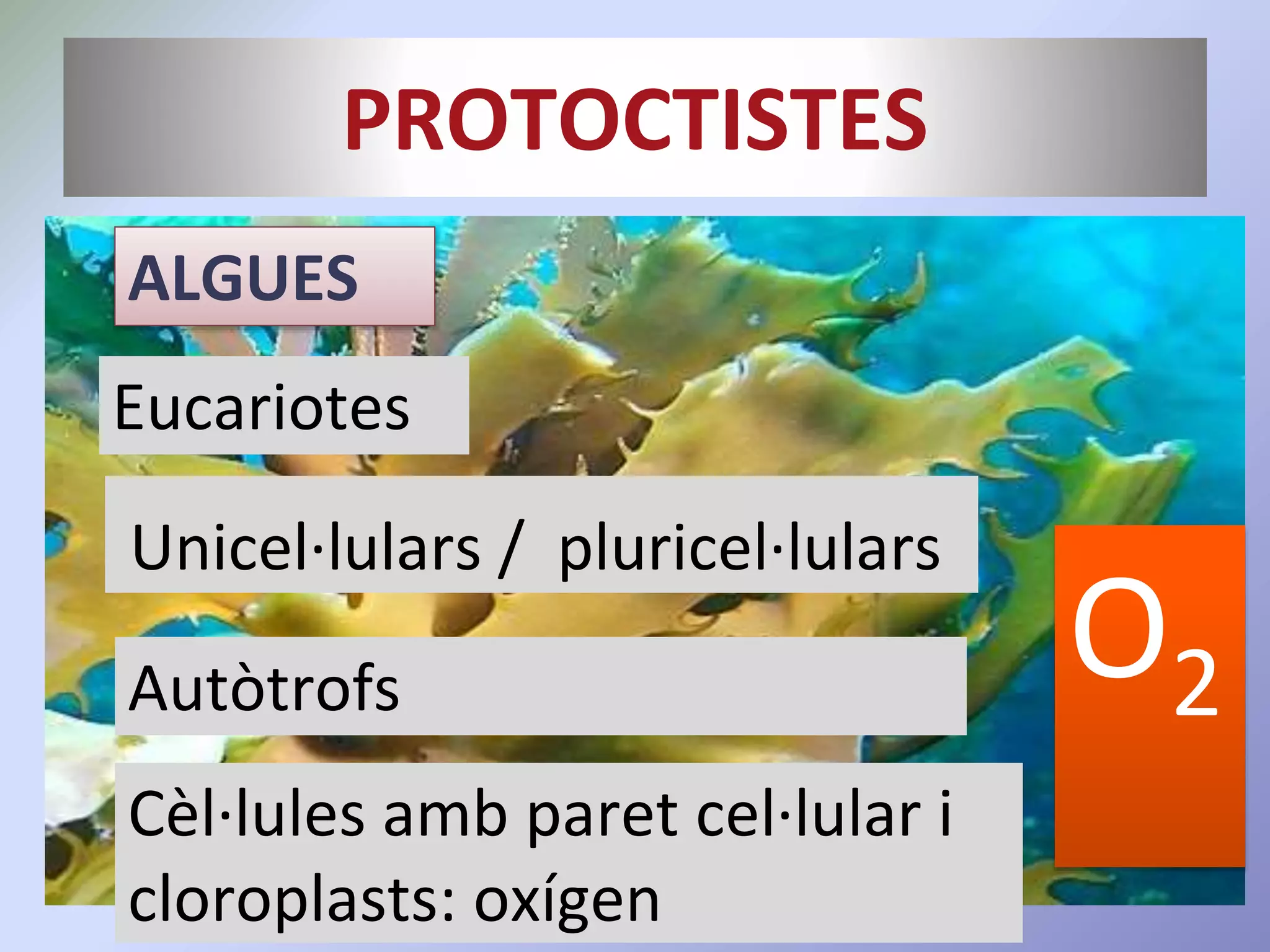 Regnes Moneres Protoctists Fongs_2aSesion.pptx