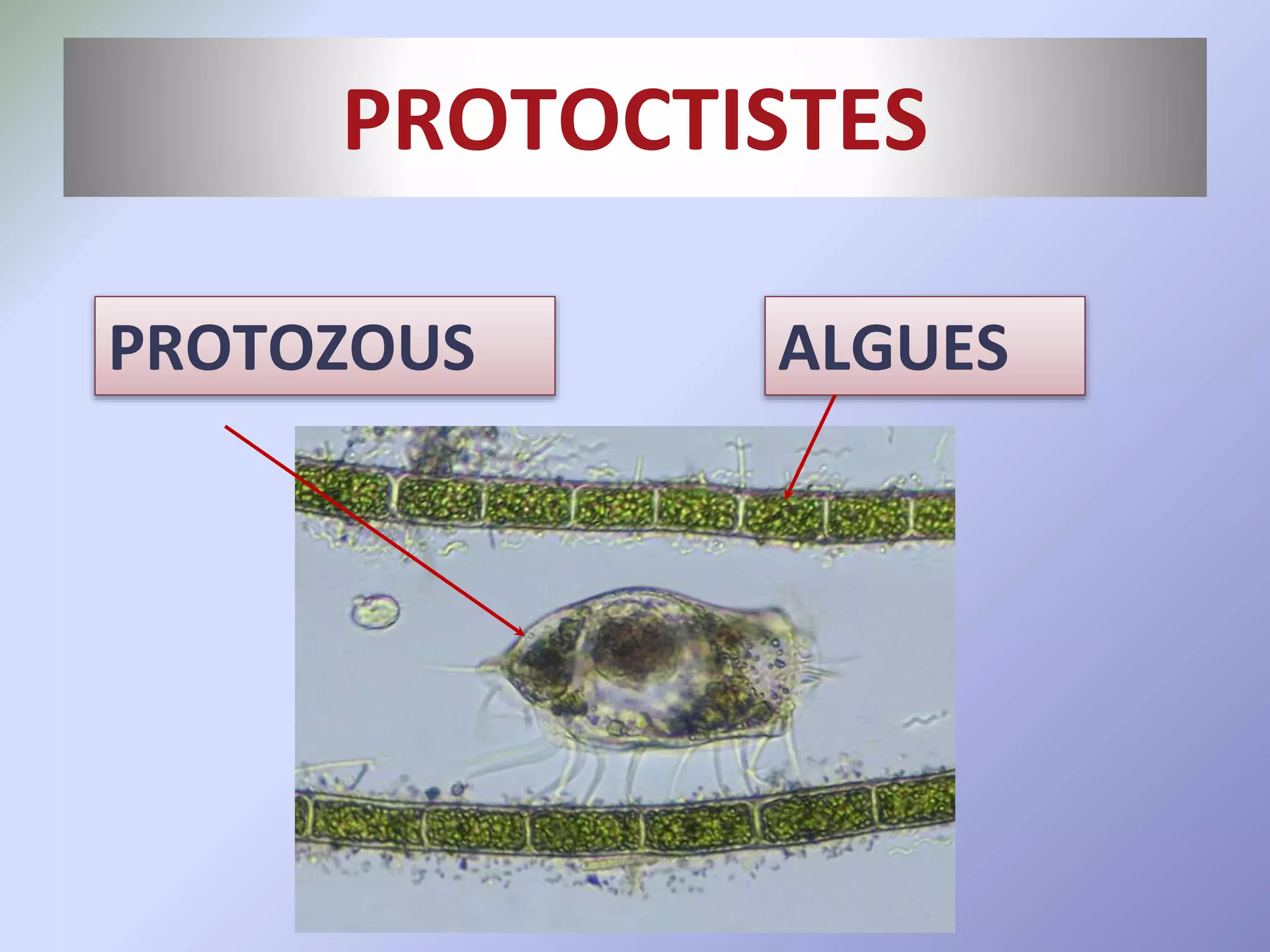 Regnes Moneres Protoctists Fongs_2aSesion.pptx