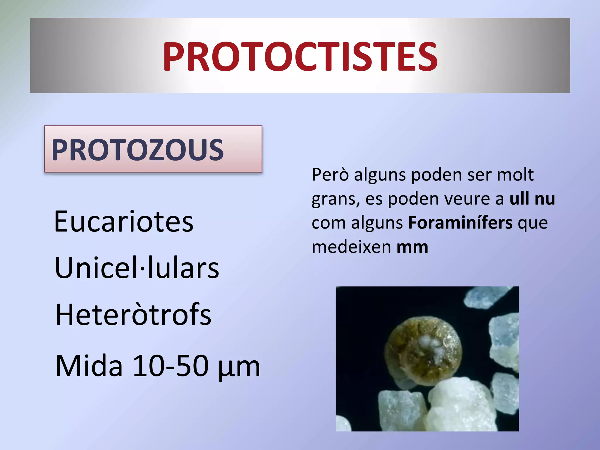 Regnes Moneres Protoctists Fongs_2aSesion.pptx