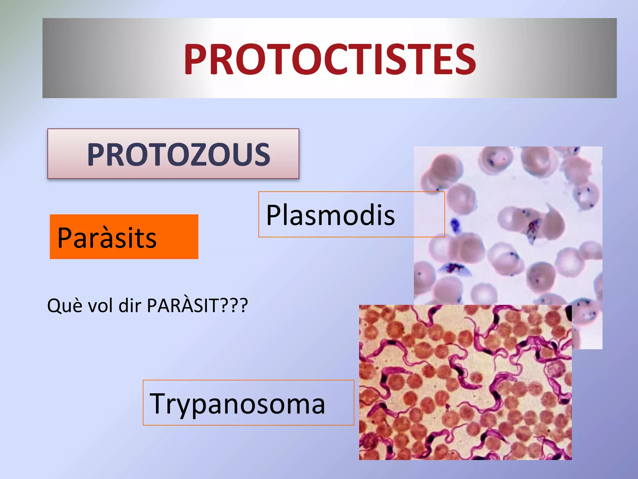 Regnes Moneres Protoctists Fongs_2aSesion.pptx
