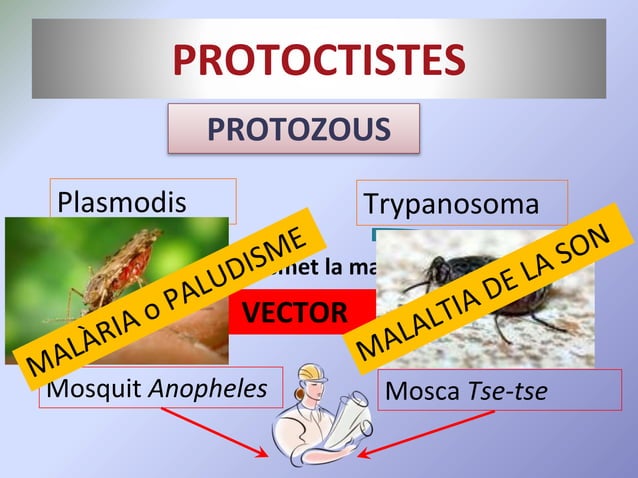 Regnes Moneres Protoctists Fongs_2aSesion.pptx