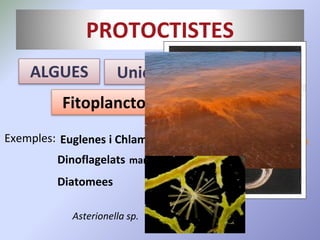 Regnes Moneres Protoctists Fongs_2aSesion.pptx