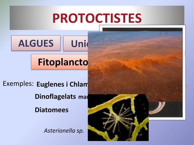 Regnes Moneres Protoctists Fongs_2aSesion.pptx