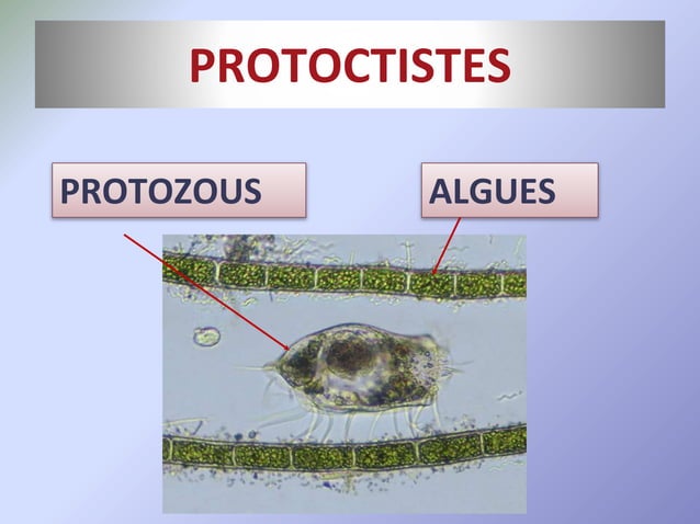 Regnes Moneres Protoctists Fongs_2aSesion.pptx