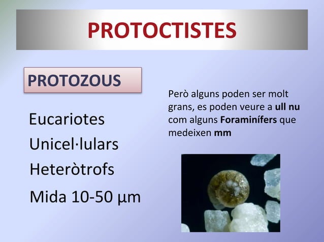 Regnes Moneres Protoctists Fongs_2aSesion.pptx
