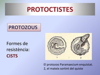 Regnes Moneres Protoctists Fongs_2aSesion.pptx