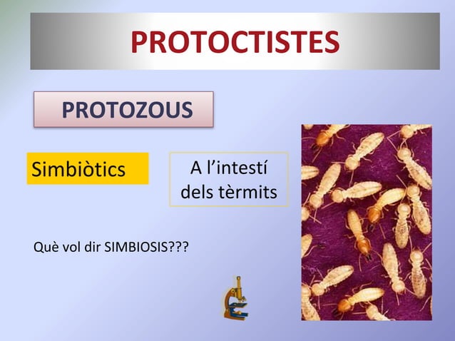 Regnes Moneres Protoctists Fongs_2aSesion.pptx
