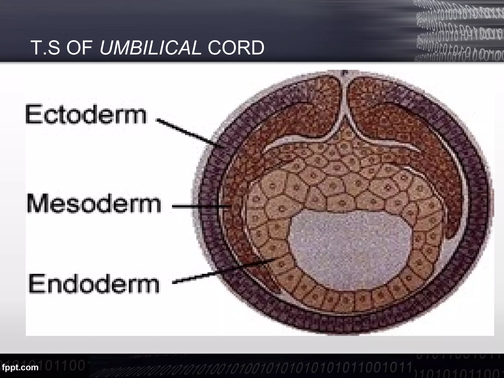 organ regeneration through embryonic stem cell | PPT