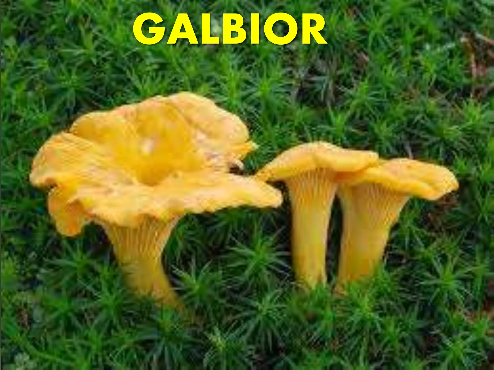 Regnul fungi | PPTX