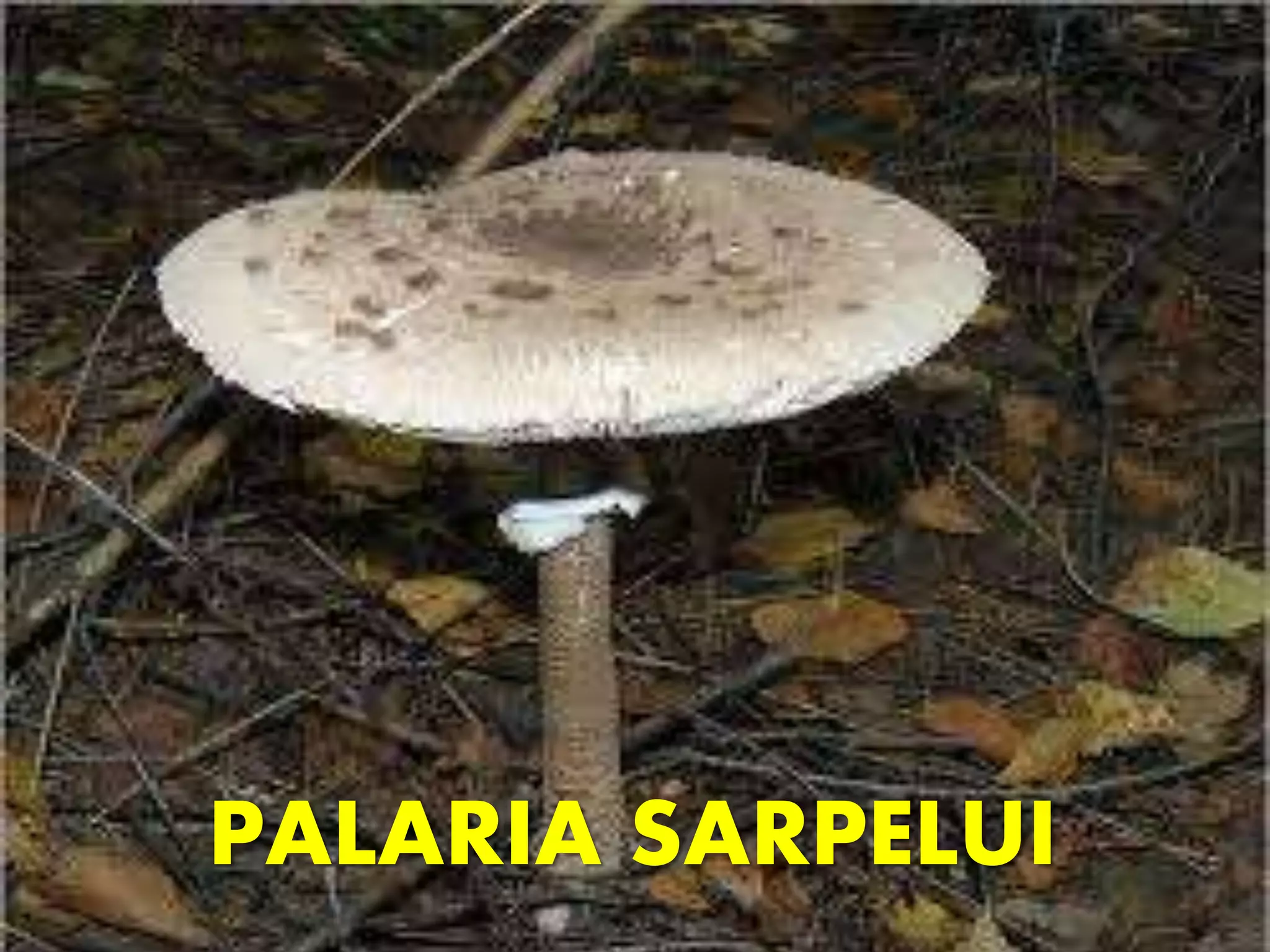 Regnul fungi | PPTX