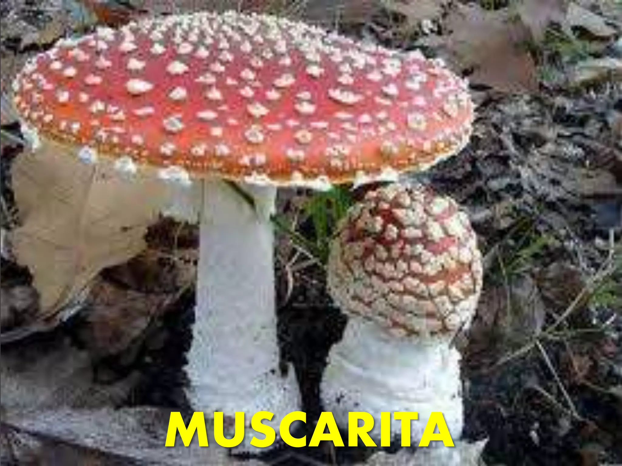 Regnul fungi | PPTX