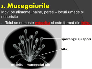 Regnul fungi | PPTX