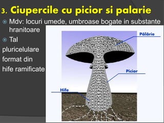Regnul fungi | PPTX