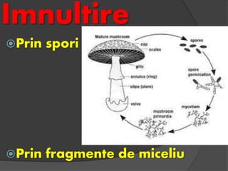 Regnul fungi | PPTX