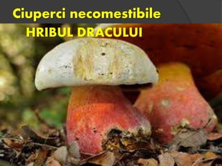 Regnul fungi | PPTX