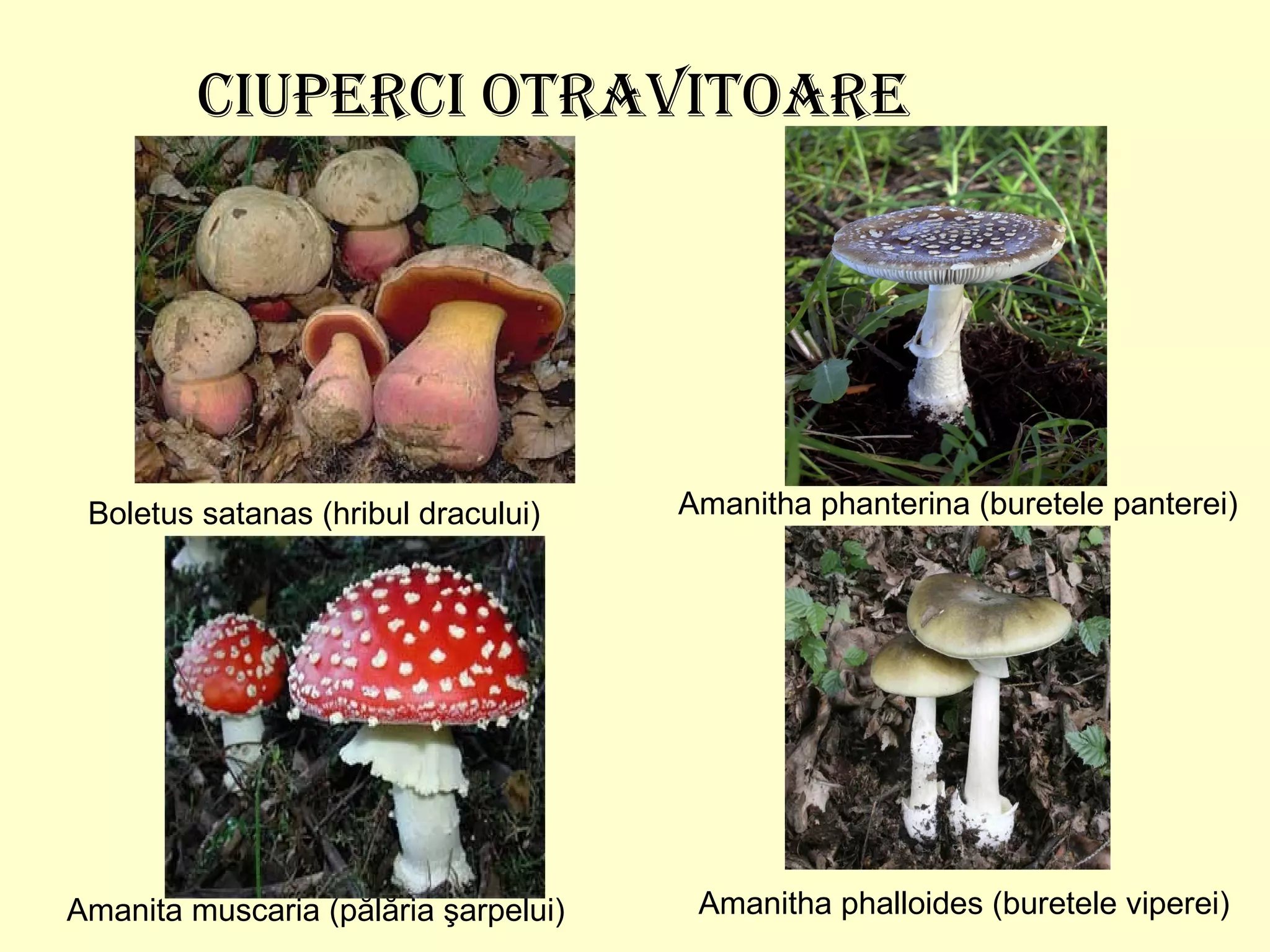 Regnul fungi aplicatie clasa | PPT