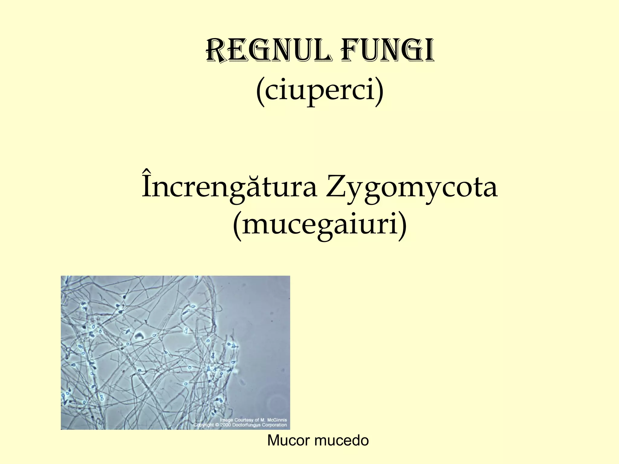 Regnul fungi aplicatie clasa | PPT