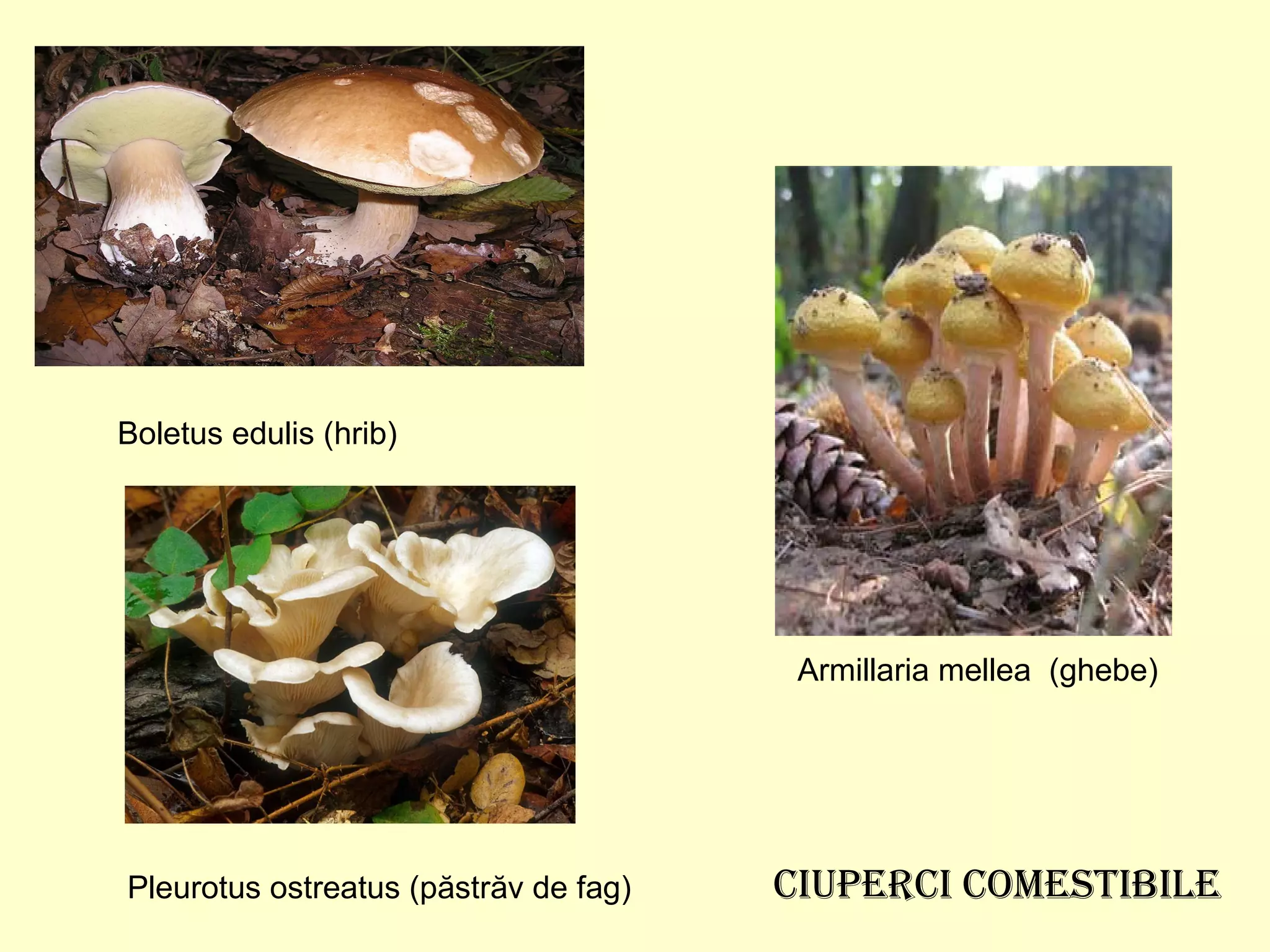 Regnul fungi aplicatie clasa | PPT