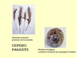 Regnul fungi aplicatie clasa | PPT