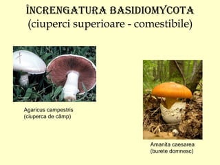 Regnul fungi aplicatie clasa | PPT