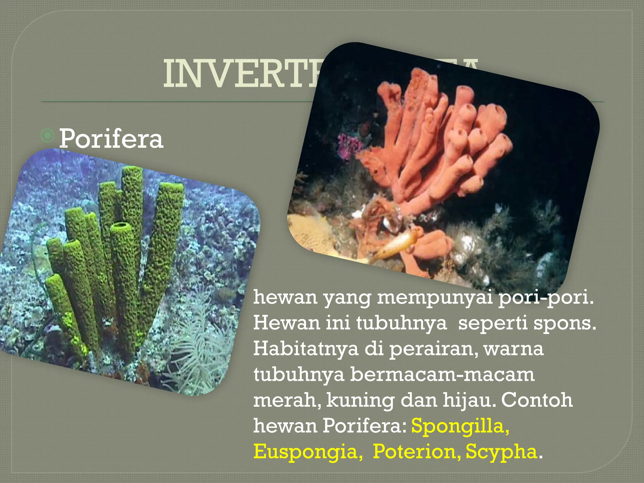 REGNUM ANIMALIA biologi kelas 7 smp klasifikasi | PPTX