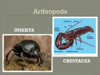 REGNUM ANIMALIA biologi kelas 7 smp klasifikasi | PPTX